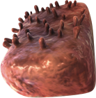 Defitelio® (defibrotide sodium) | Mechanism of Action