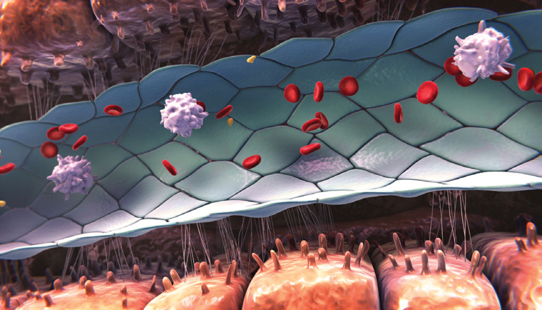 Defitelio® (defibrotide sodium) | Pathophysiology of VOD/SOS