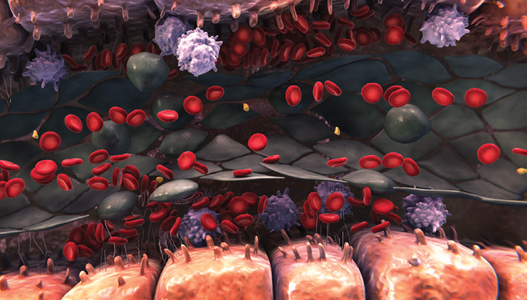 Defitelio® (defibrotide sodium) | Pathophysiology of VOD/SOS